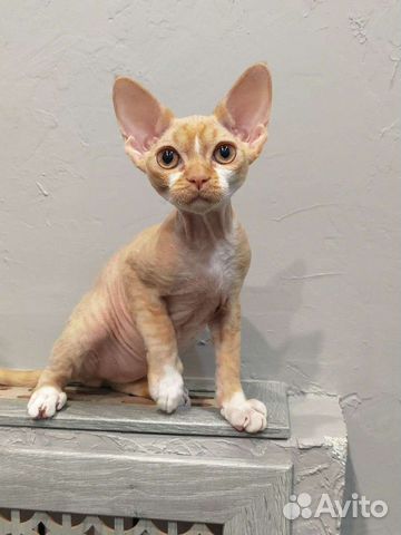 Солнечный малыш Ирвин