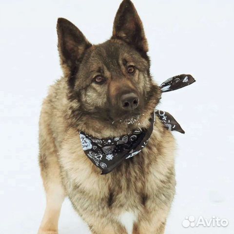 Вовчик ищет дом