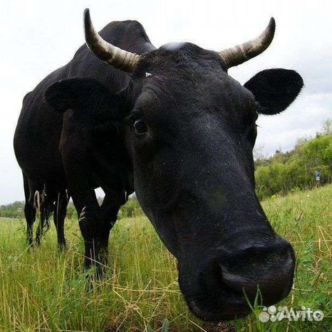 Корова стельная