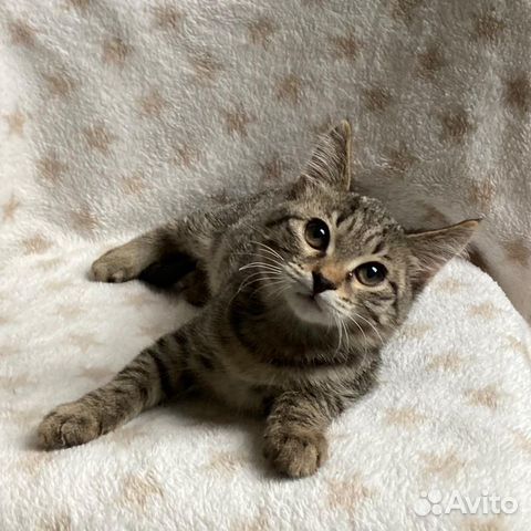 Котенок мальчик