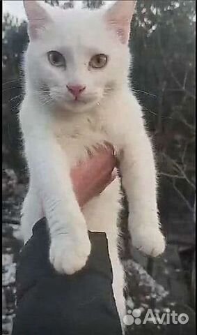 Белые ангелы крыма ищут дом