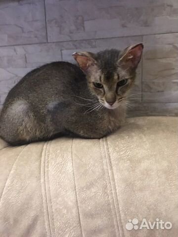 Кот абиссинец