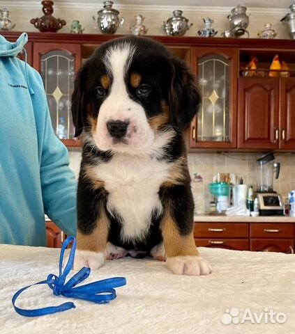 Щенки Большого Швейцарского Зенненхунда