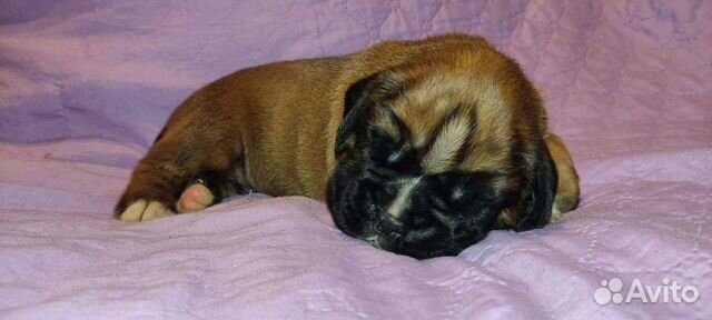 Щенки немецкого Боксера