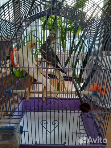 Попугай корелла обмен