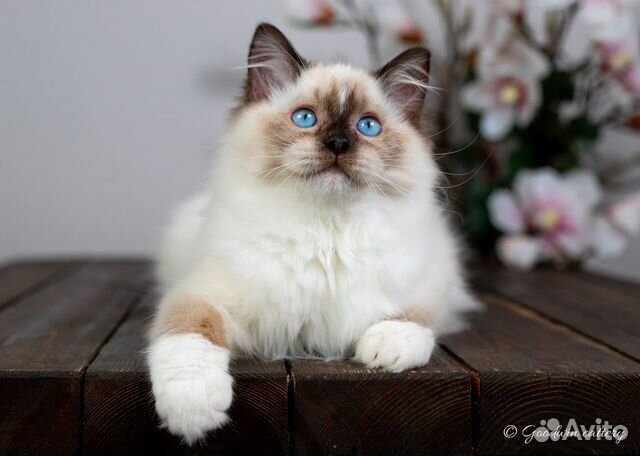 Котик рэгдолл