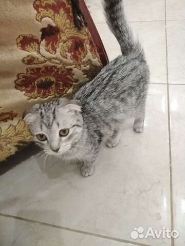 Помесь вислоухой кошечки