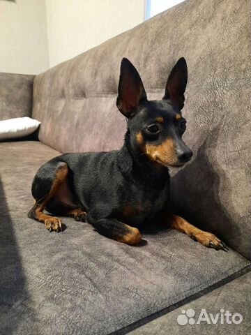 Той-терьер найден