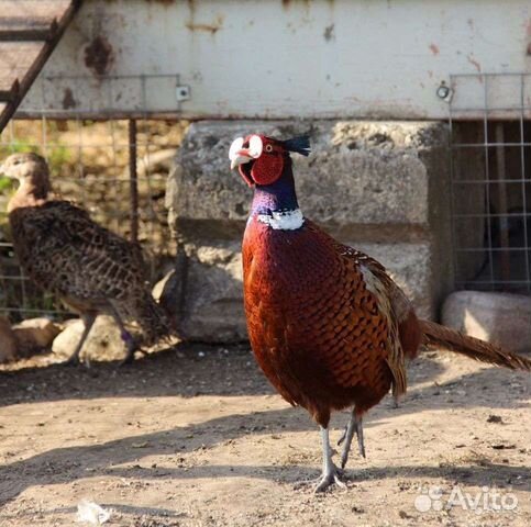 Фазан охотничий