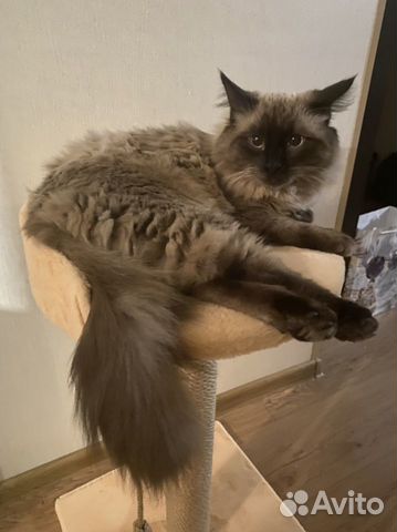 Невская маскарадная кот вязка