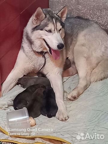 Сибирский хаски