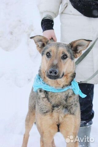 Нежная собачка Комета хочет жить