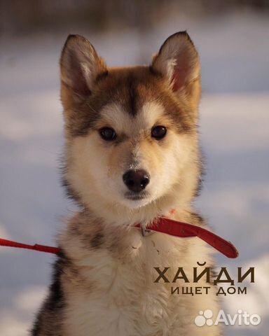 Щенок Хайди ищет дом