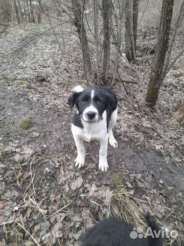 Черно-белое чудо в добрые руки