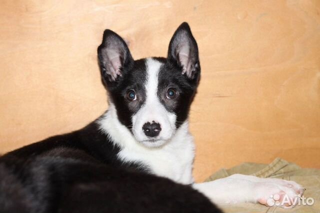 Щенки