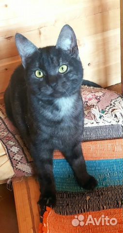 Мраморный котенок Поночка