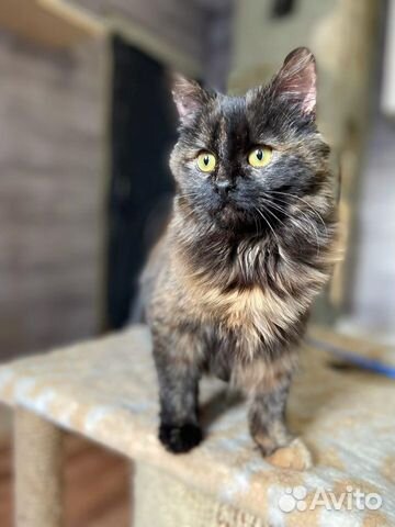 Мегаласкунишка Тутси 6 мес