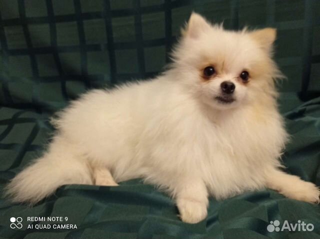 Белокурая красотка