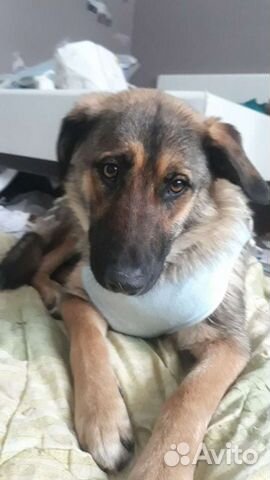 Щенок девочка 8 месяцев стерилизована