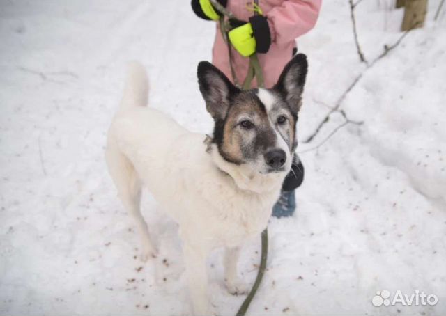 Небольшая собакав добрые руки
