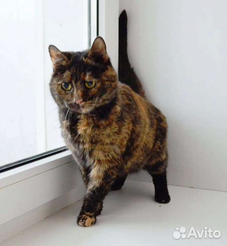 Котята, подростки, котики и кошечки в дар