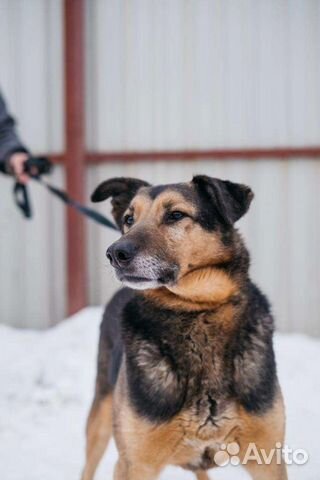 7 долгих лет он ожидает в приюте
