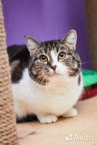 Лаванда кошка в добрые руки