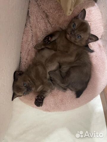 Бурманские котята бурмалята