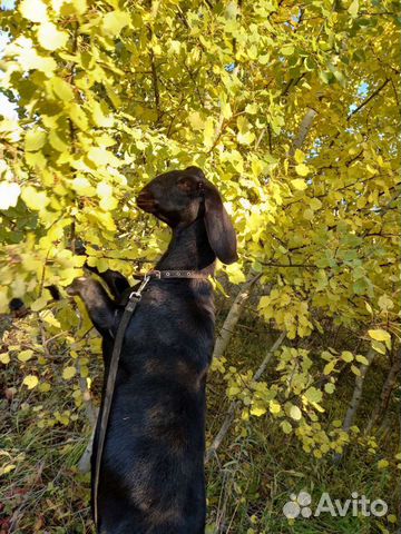 Нубийская козочка