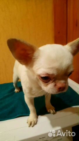 Вязка Чихуахуа