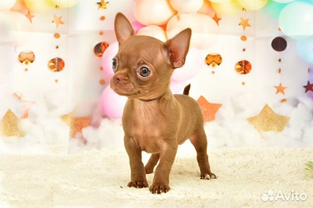 Чихуахуа девочка минюшка