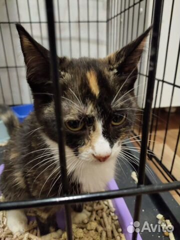 Кошечку отвезли в лес