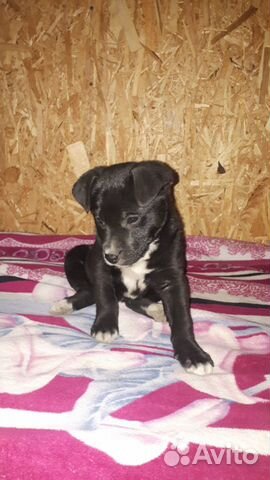 Щенок девочка