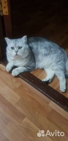 Британец в добрые ручки