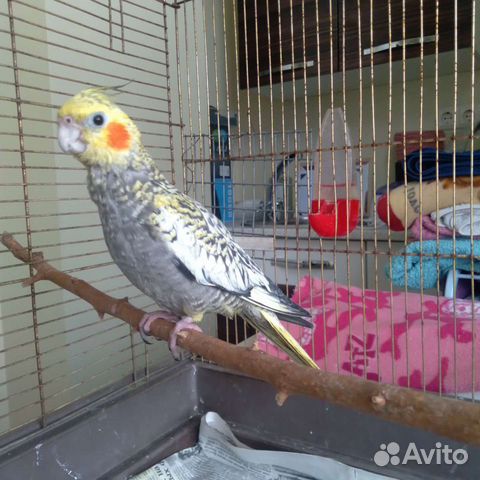 Ручной птенец попугая корелла