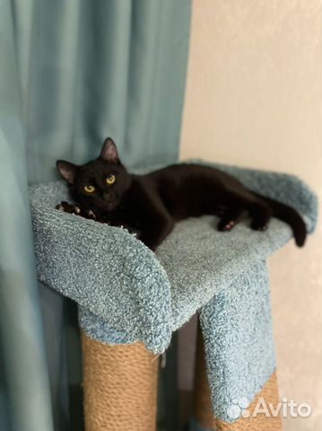 Котенок черный