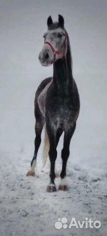 Лошадь жеребец