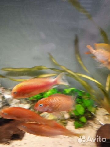 Аквариумные рыбы