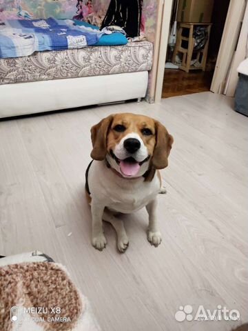 Бигль бесплатно