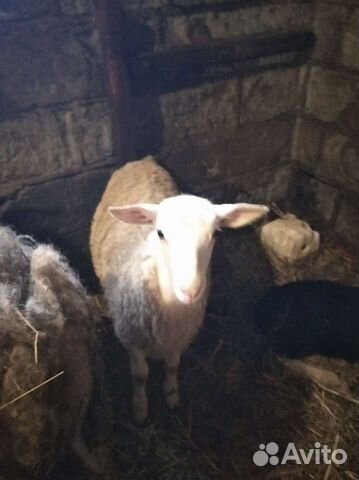 Ягнята катумские процентные