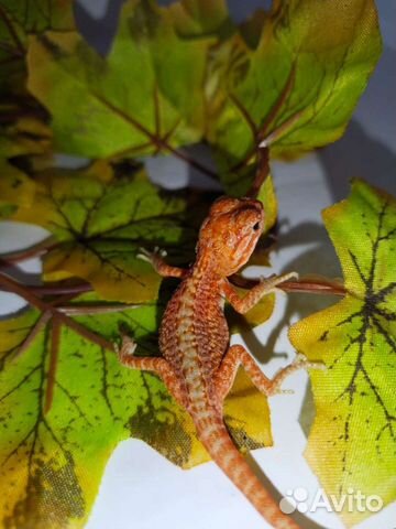 Бородатая агама