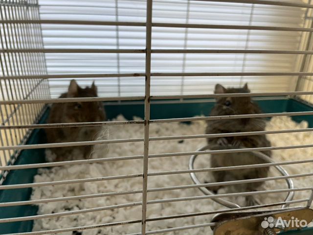 Отдам белок дегу