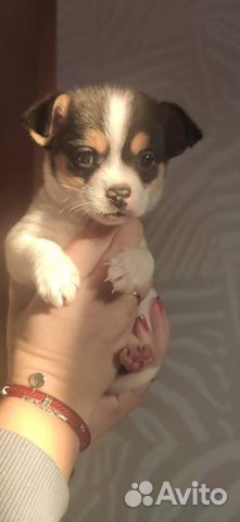 Продаётся щеночек чихуахуа