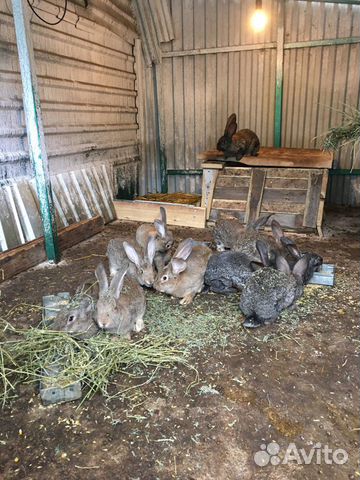 Кролики Серый великан