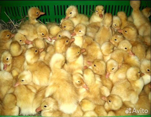 Утята Агидель,ст53,голубой фаворит