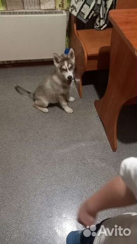 Продам собаку хаски мальчик