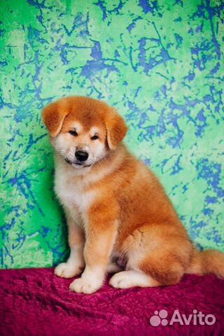 Щенки акита ину