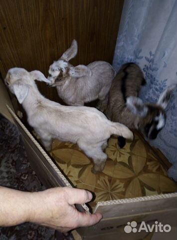 Козлята :Нубийской и Зааненская помесь