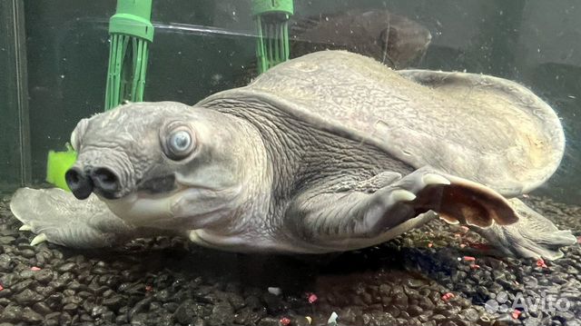 Свинорылая черепаха