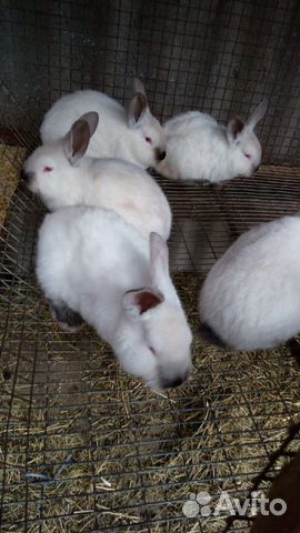 Продаются кролики